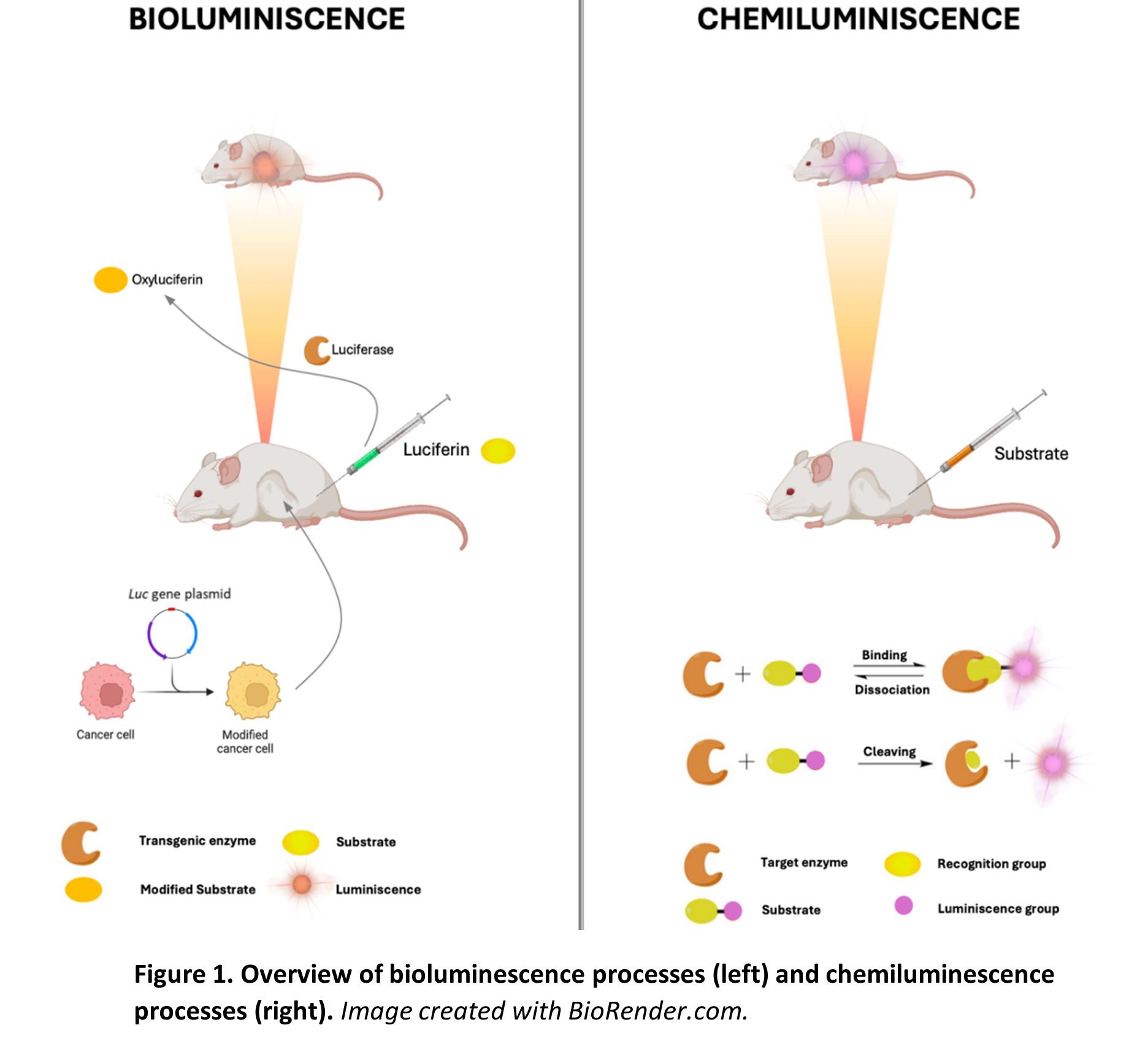 Bioluminescence (BLI) & Chemiluminescence Imaging using Irradiators ...